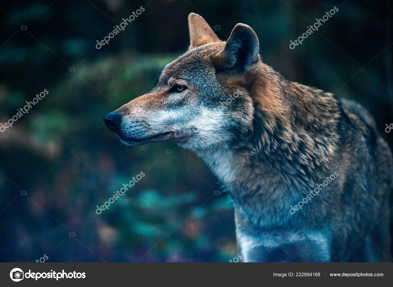 Wolf Side View 1,500+ Wolf Side View Stock Photos, Pictures