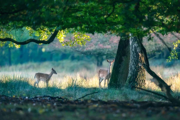 Tree and deer Stock Photos, Royalty Free Tree and deer Images ...