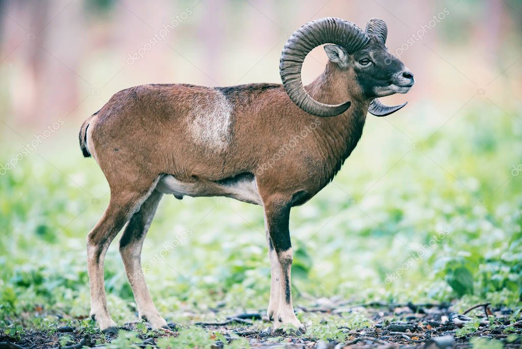 Mouflon ram en la ladera en el bosque. 2024
