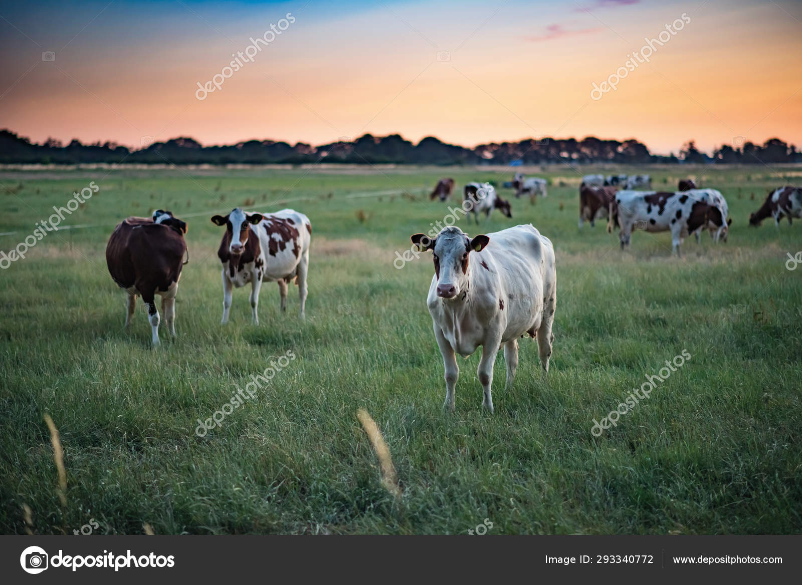 Dairy cattle in summer meadow at sunset. ⬇ Stock Photo, Image by ...