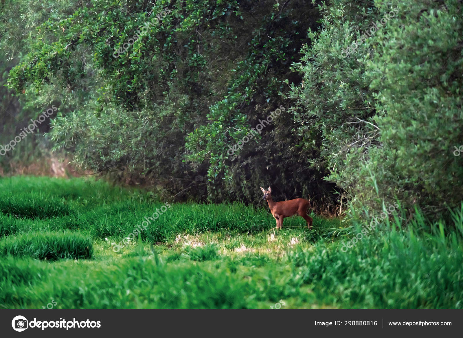 Roe doe in meadow at edge of forest. Stock Photo by ©ysbrand 298880816