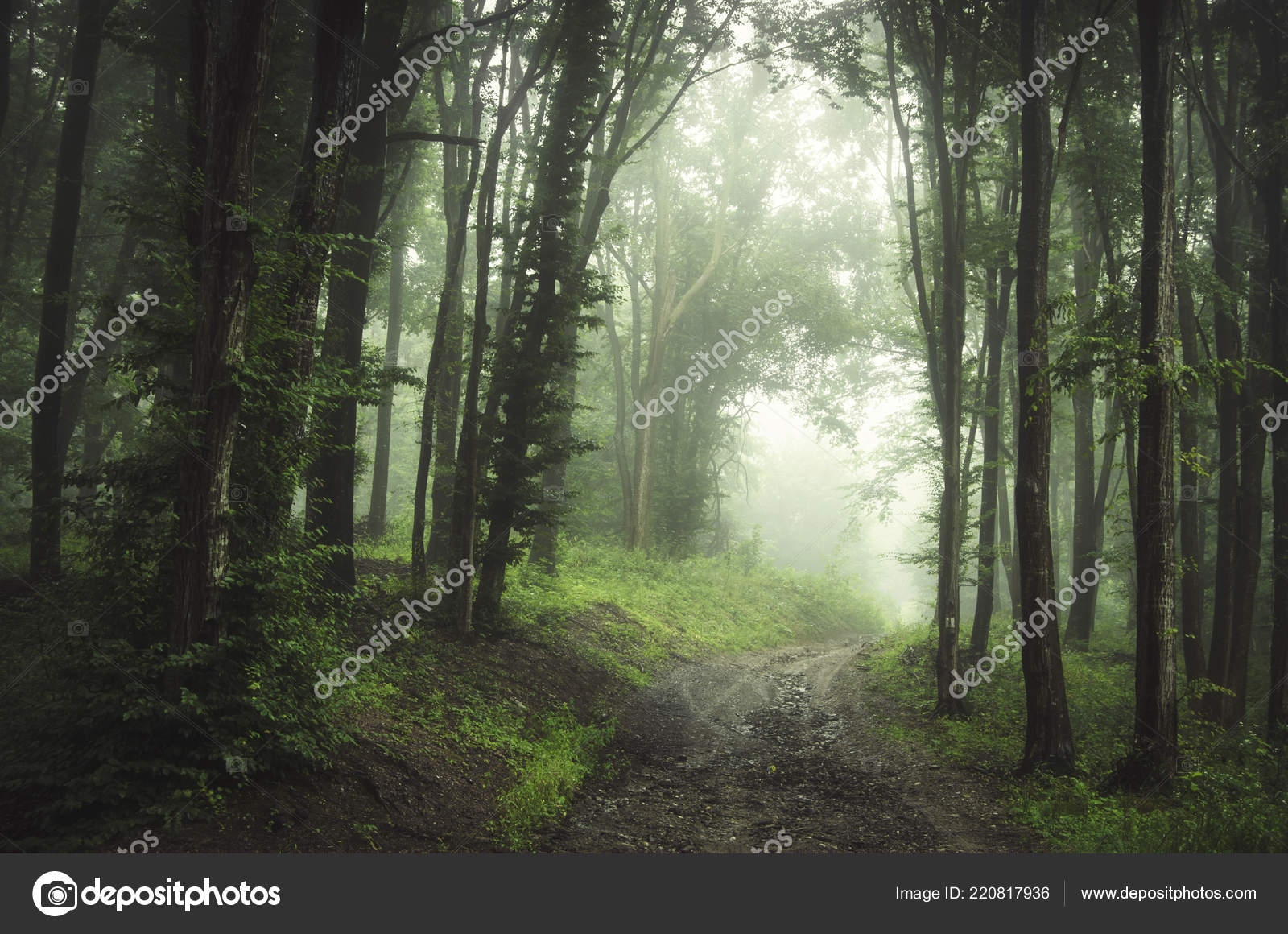 Road Green Forest Road Trees Fog Stock Photo by ©photocosma 220817936