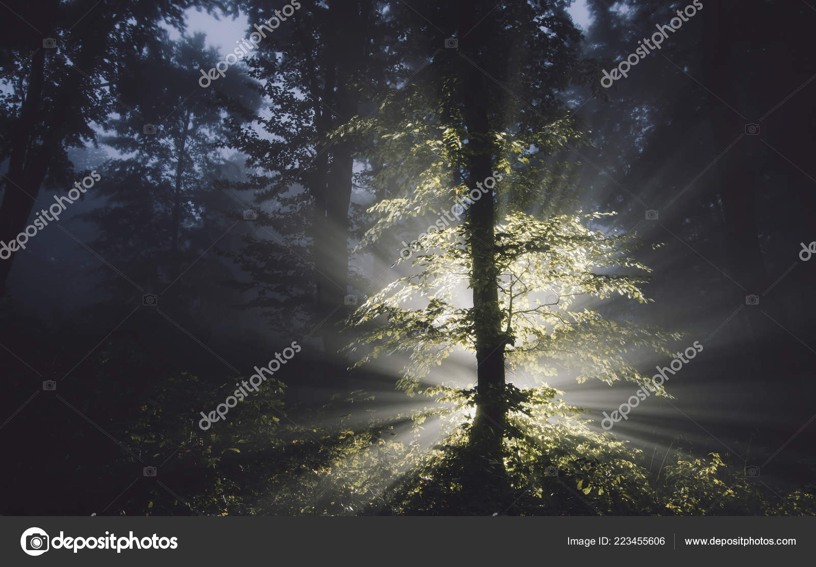 Magical Tree Mysterious Dark Forest Fantasy Landscape — Stock Photo © photocosma #223455606