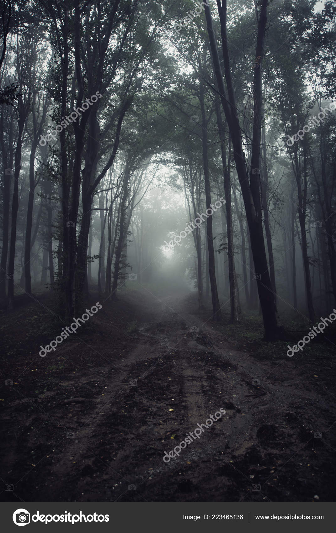 Creepy Forest Path