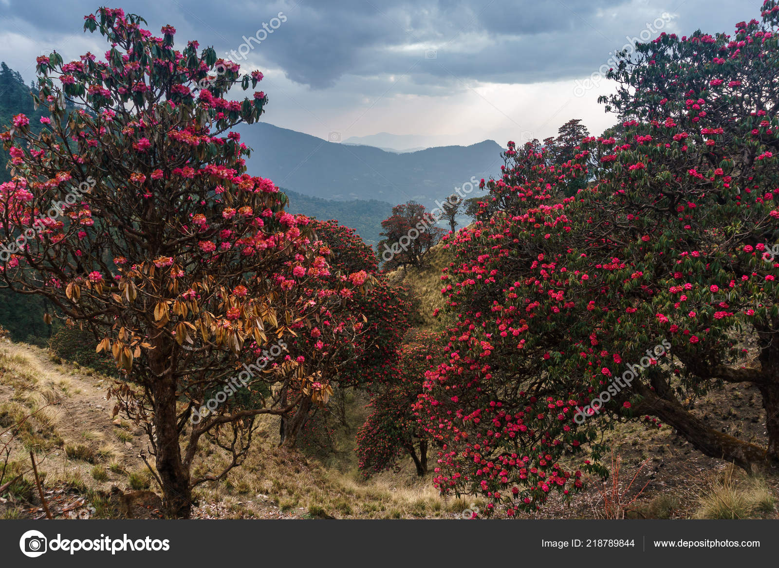The Himalayan Mountains, Nepal. Flowering rhododendrons. Stock Photo by ...