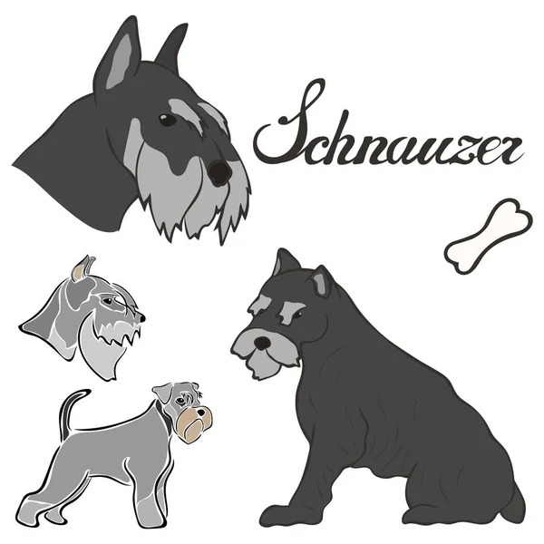 1,097 Schnauzer Vector Images | Depositphotos