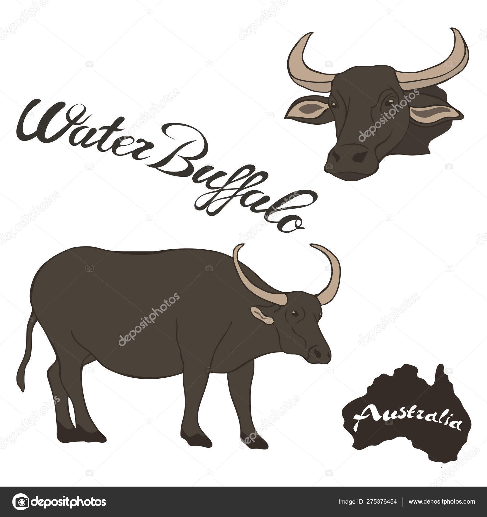 Wild Asian Water Buffalo Vector Image Buffalo Full Growth Head Stock ...