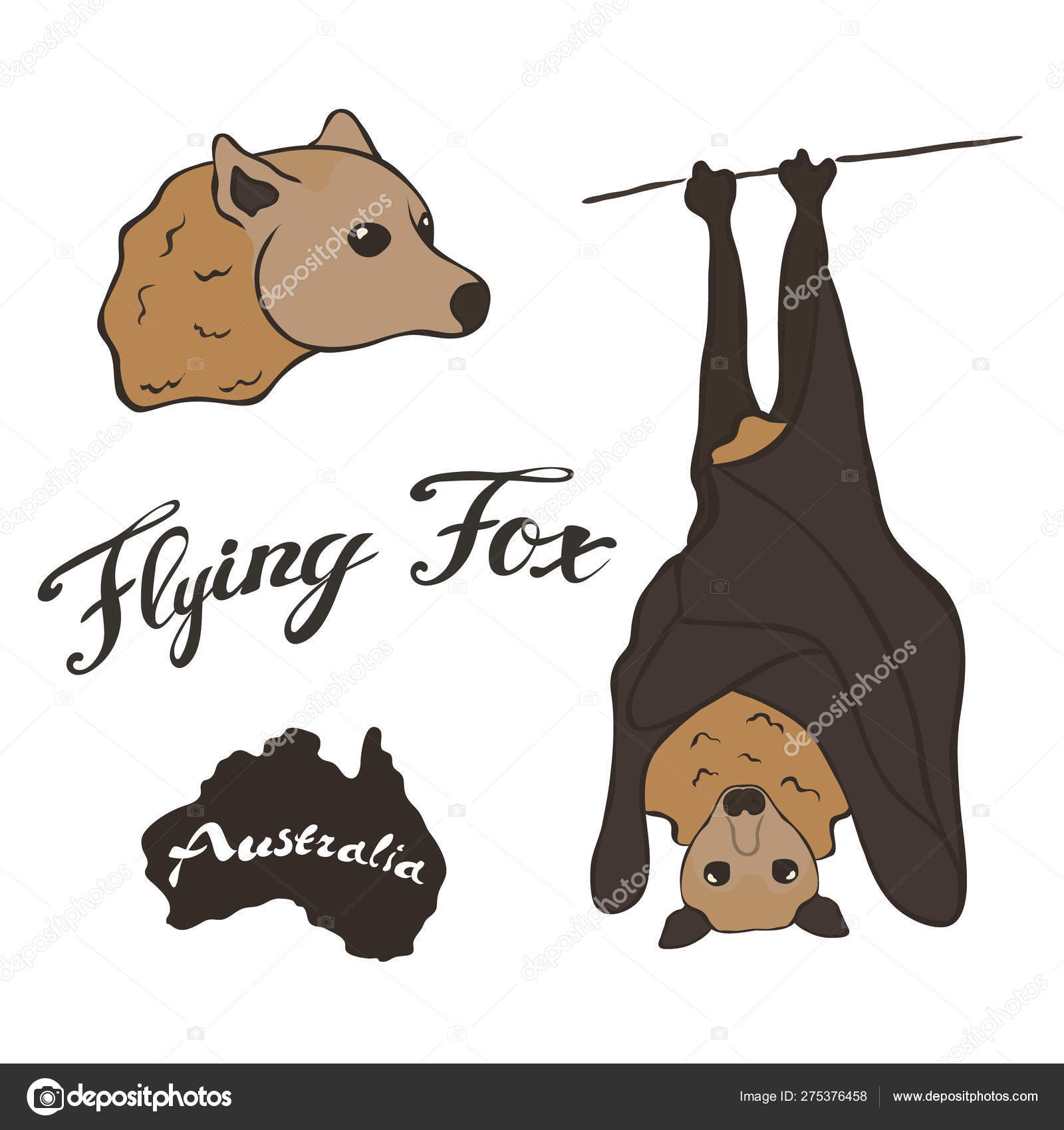 Flying Fox Vector Image Isolated White Background Flying Fox Full Stock ...