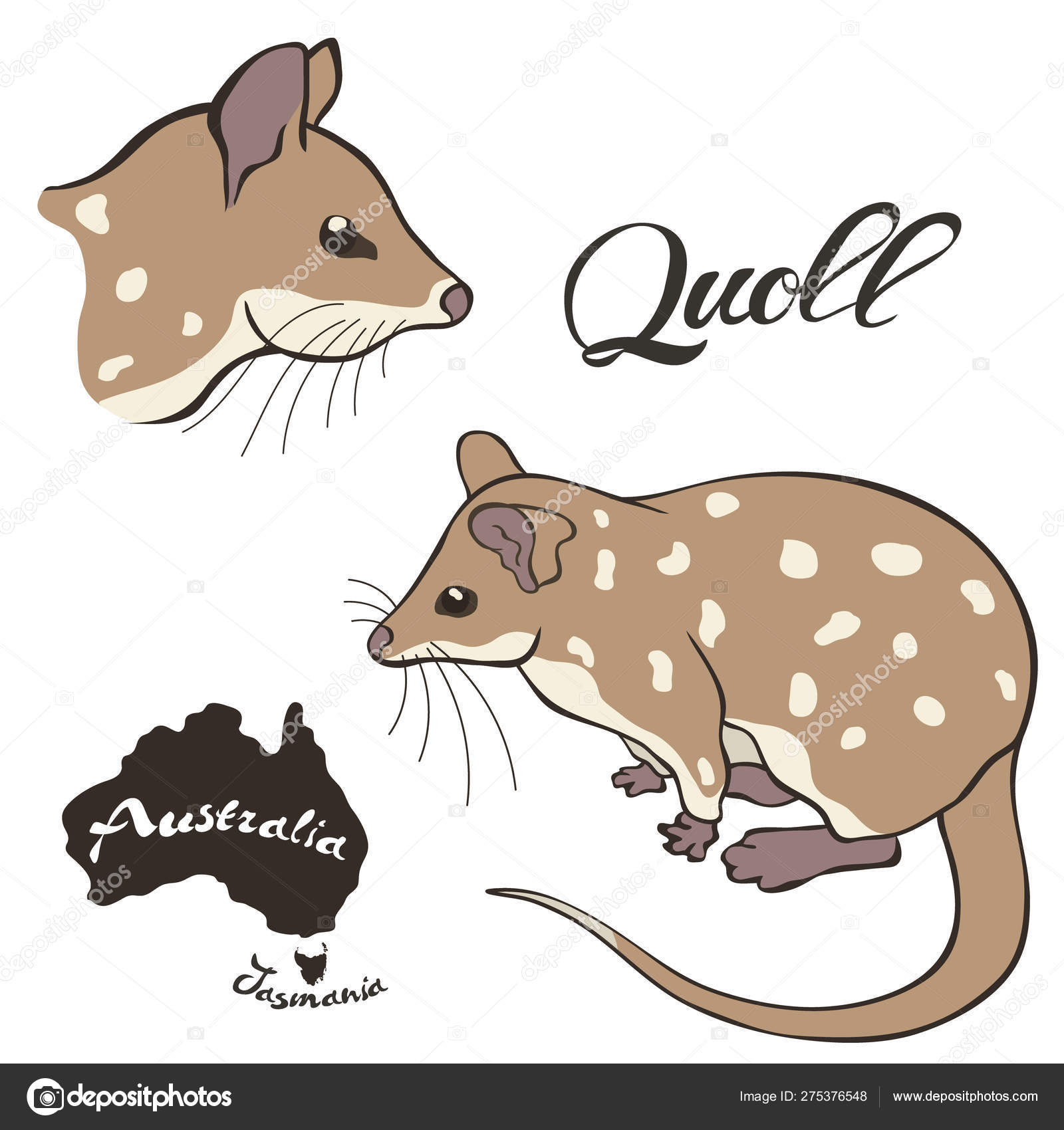 Cartoon Quoll