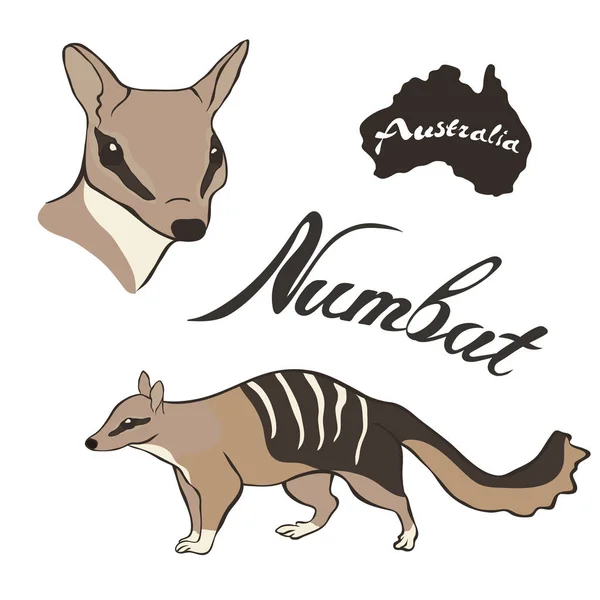 Numbat Vector Art Stock Images | Depositphotos
