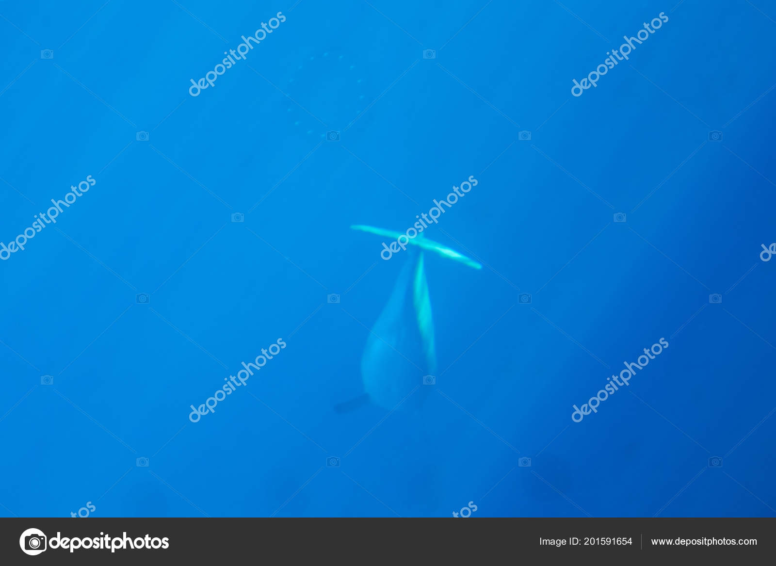Dolphin Deep — Stock Photo © revvo #201591654