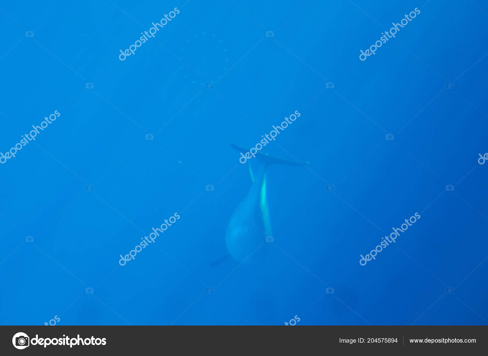 Dolphin Deep — Stock Photo © revvo #204575894
