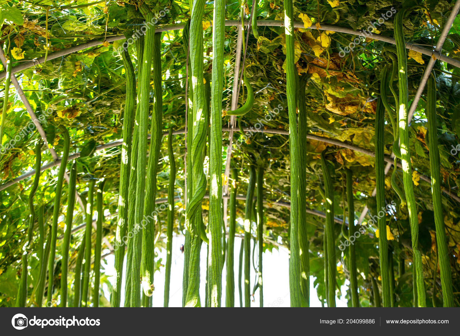 Images: gourd tree | Long Gourds Tree — Stock Photo © jukree #204099886