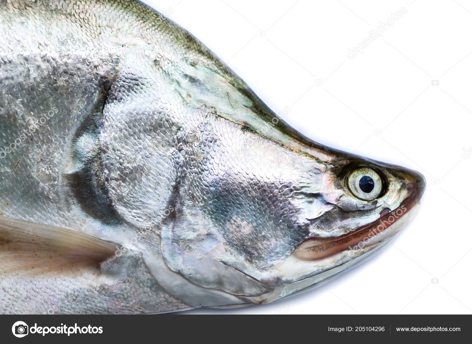 Fish Head White Background Stock Photo by ©jukree 205104296