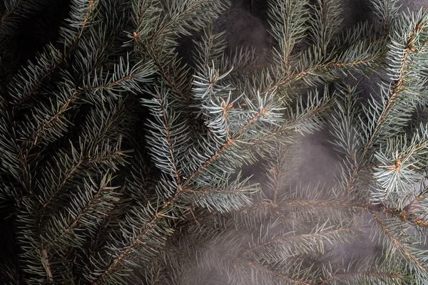 Spiny Branches Pine Tree Smoke Flow — Stock Photo © ArtKvitka #231319710