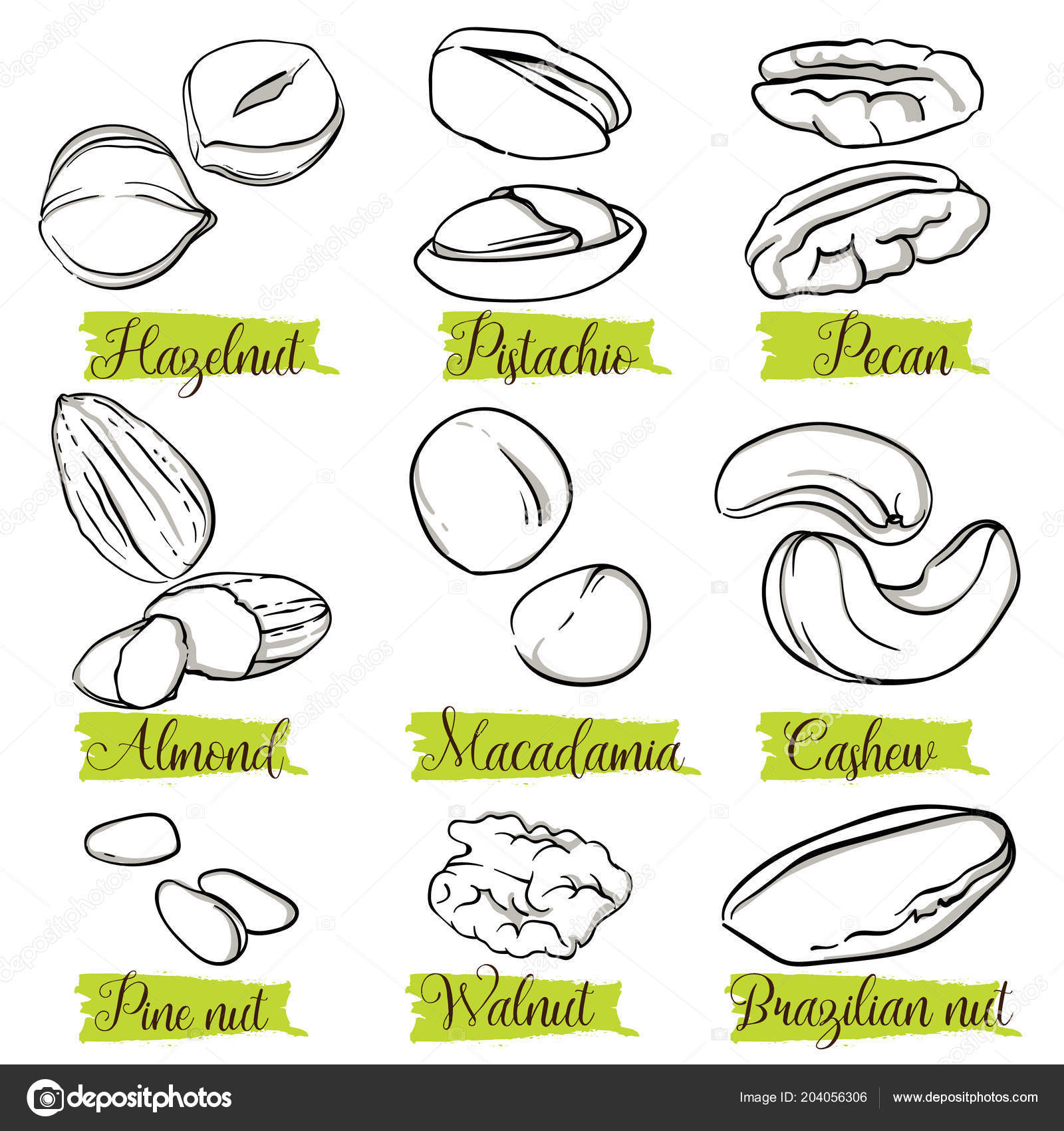 Hand Drawn Sketch Style Nuts Seeds Set Pine Nut Seeds Stock Vector ...