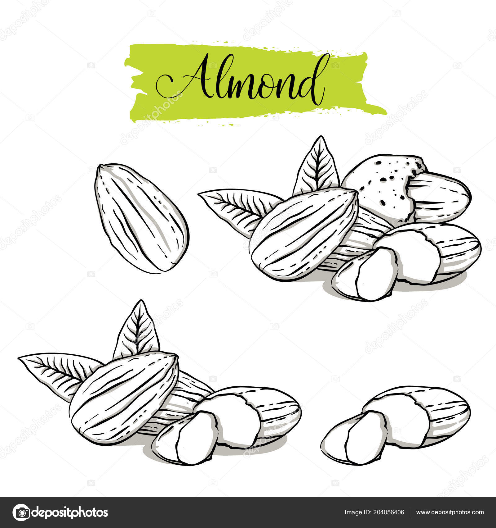 Almond Drawing