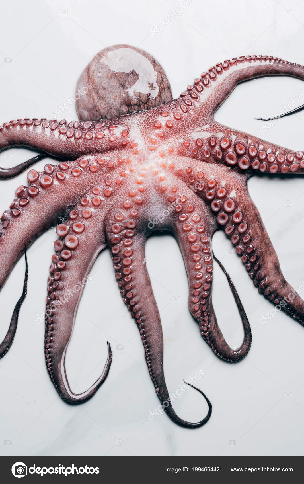Top View Big Uncooked Octopus Light Marble Surface Stock Photo by ...