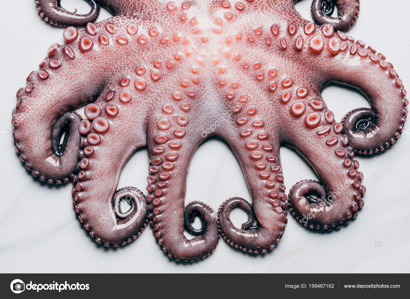 Top View Big Raw Octopus Light Marble Surface — Stock Photo ...