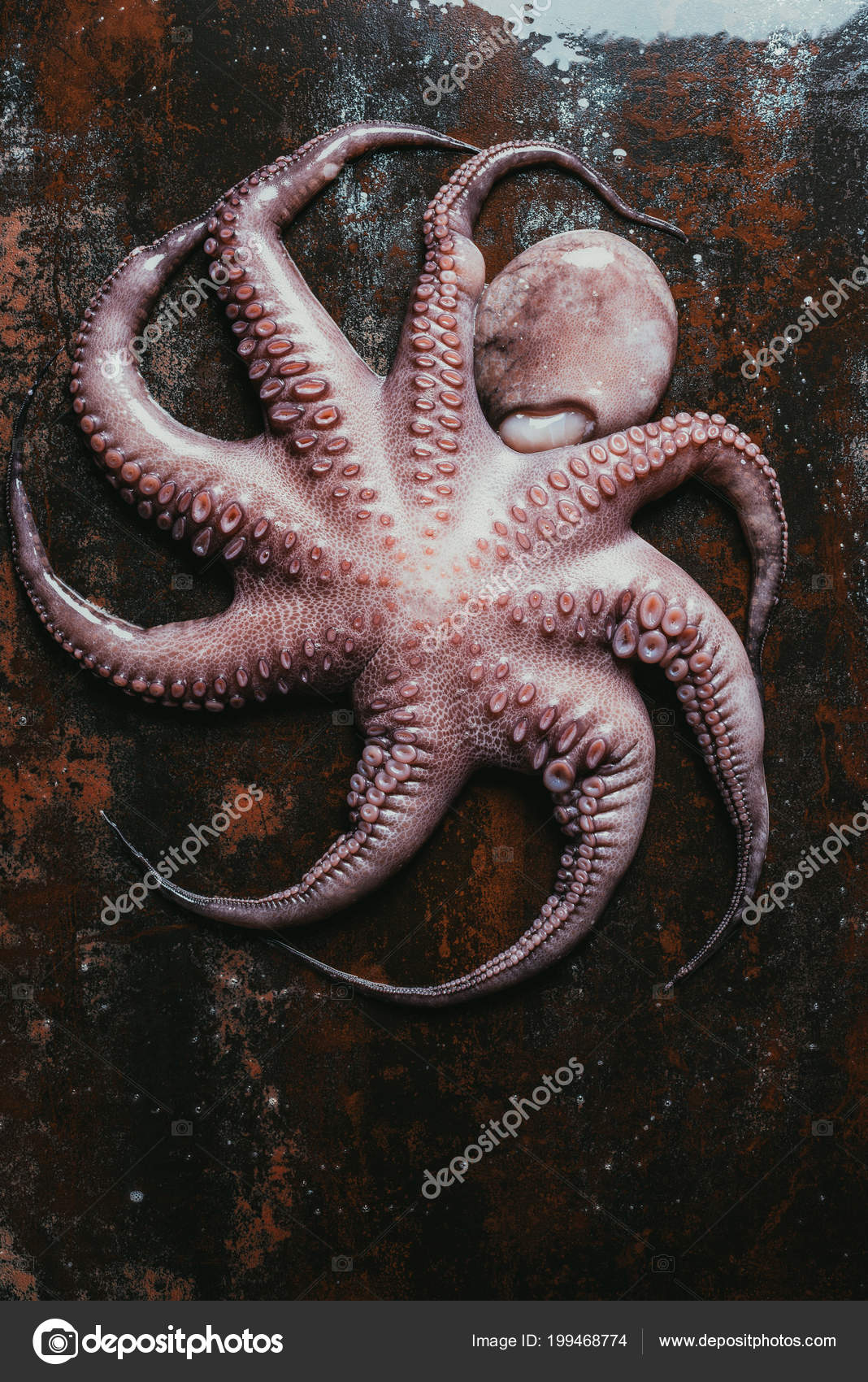 Top View Big Uncooked Octopus Rusty Metal Surface — Free Stock Photo ...