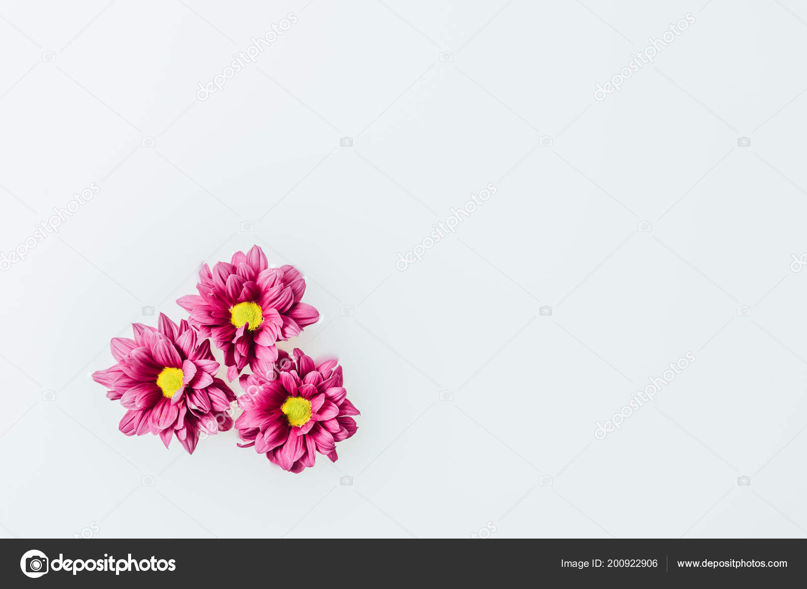 Top View Beautiful Pink Chrysanthemum Flowers Milk Backdrop — Stock ...