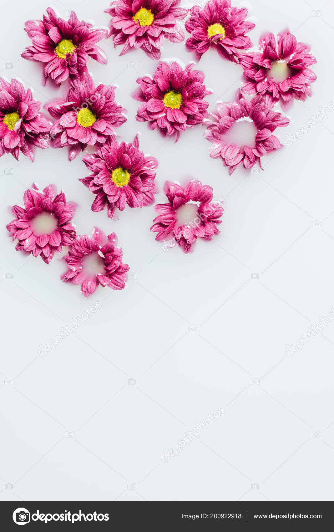 Top View Beautiful Pink Chrysanthemum Flowers Milk Backdrop — Free ...