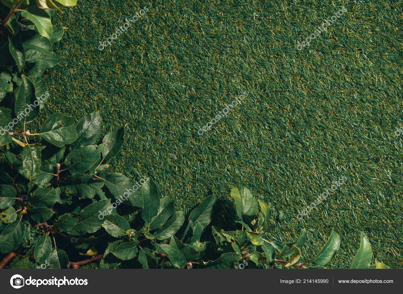 Top View Apple Tree Leaves Green Grass Background Stock Photo by ...