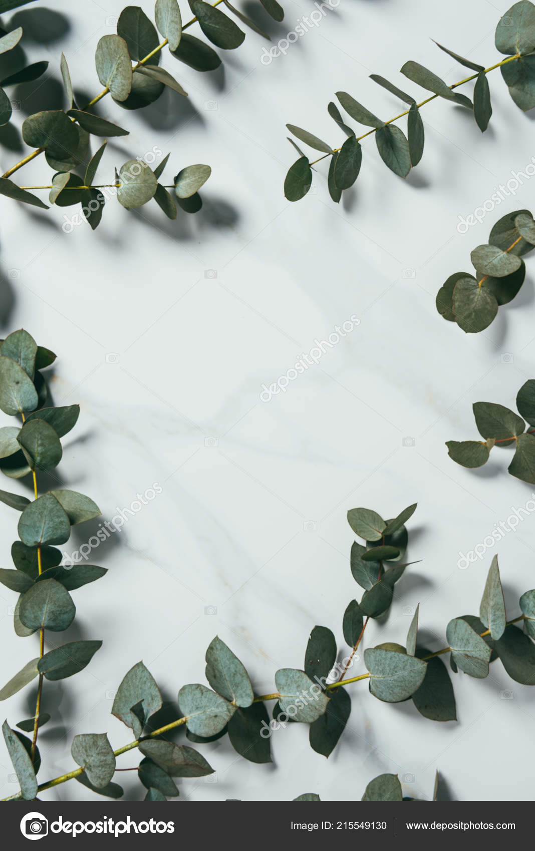 Top View Eucalyptus Leaves White Background — Stock Photo ...