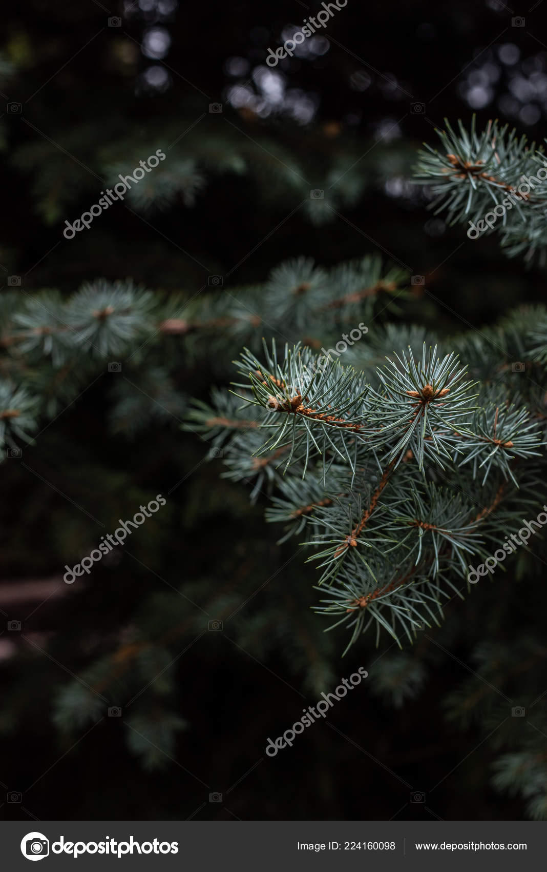Close View Fir Tree Branches Background Stock Photo by ©KateNovikova ...