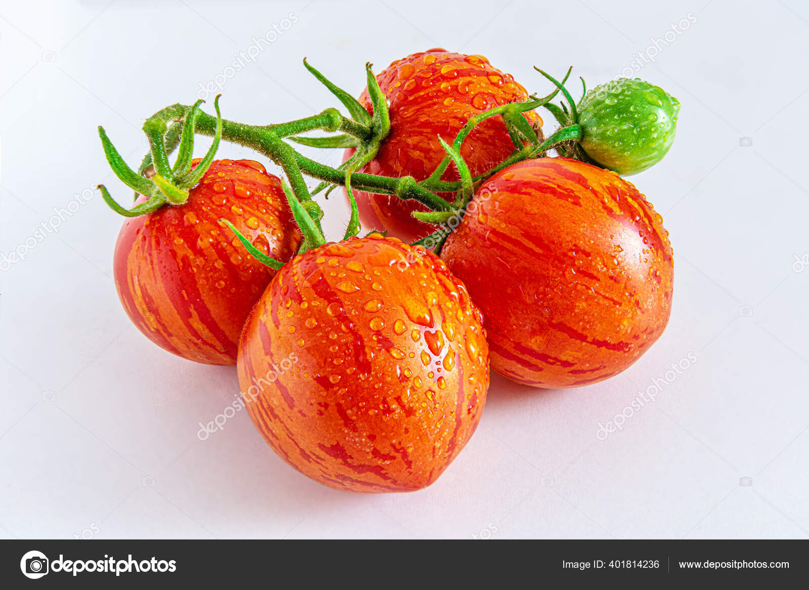 Striped Tomato