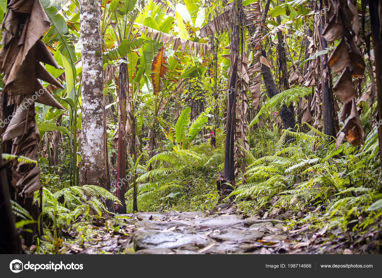 Jungle Forest Tropical Trees Asia Beautiful Adventure Nature Landscape ...
