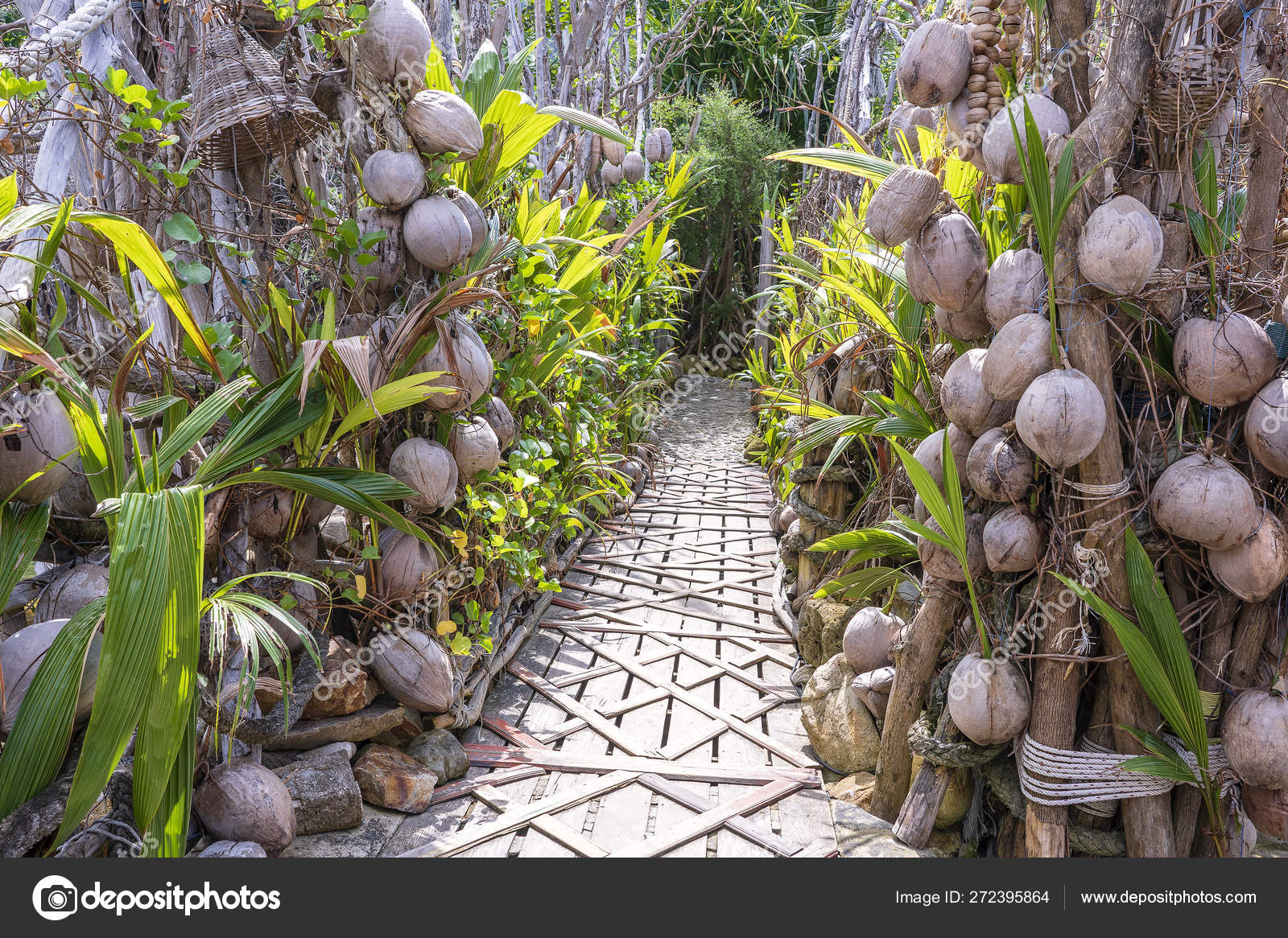 A wall of old coconuts and a wooden bridge on a tropical beach in ...