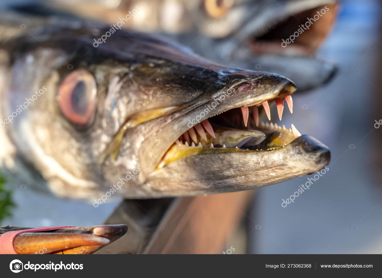 Barracuda Teeth