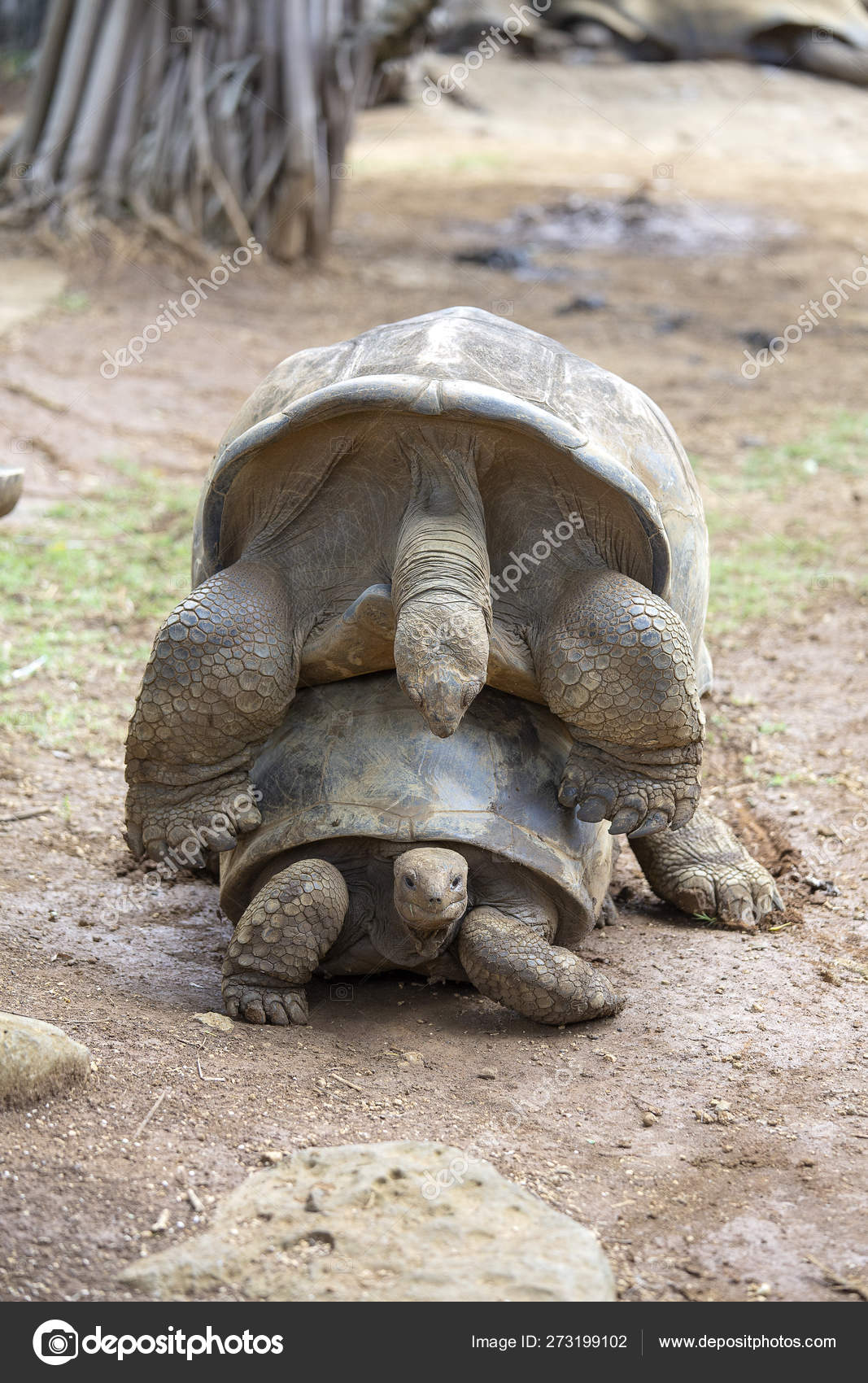 Two giant turtles, dipsochelys gigantea making love in island Mauritius ...