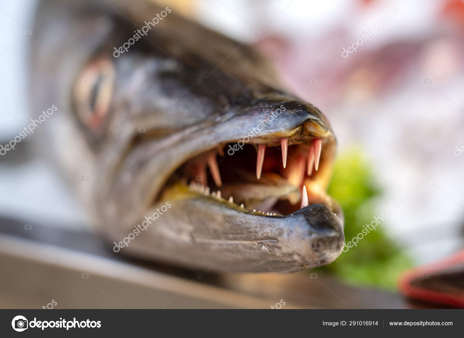 Barracuda Teeth