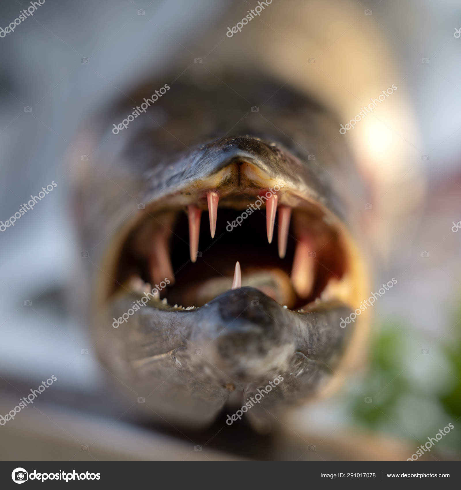 Barracuda Fish Teeth