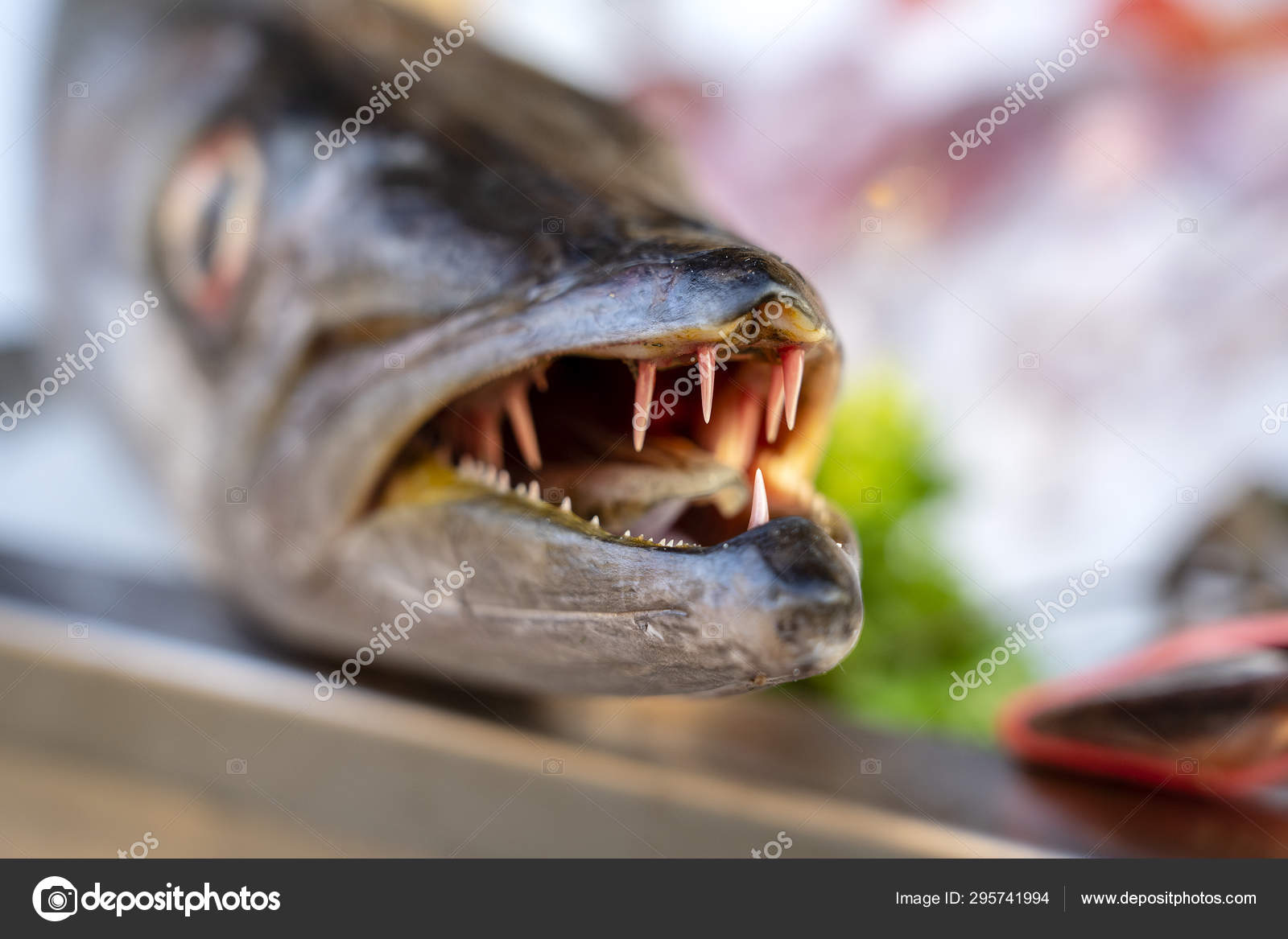 Close up on barracuda teeth. Sea fresh fish barracuda at street food ...