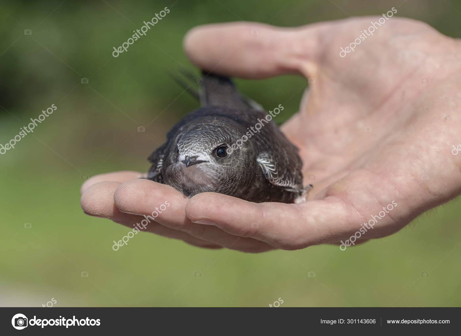 Birds With Human Arms