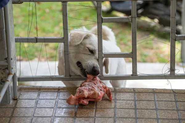A hungry dog holds a piece of meat through a trellised gate on the ...