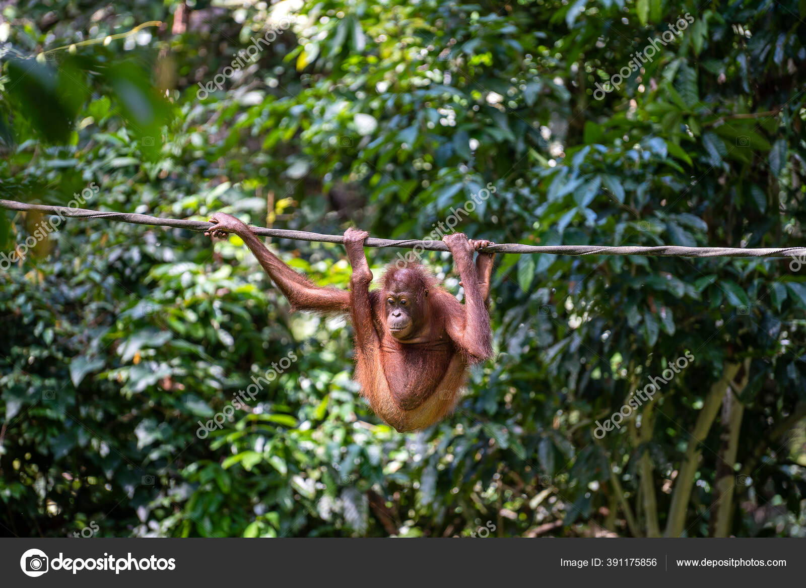 Seekor Orangutan Liar Yang Terancam Punah Hutan Hujan Pulau Kalimantan — Foto Stok ...