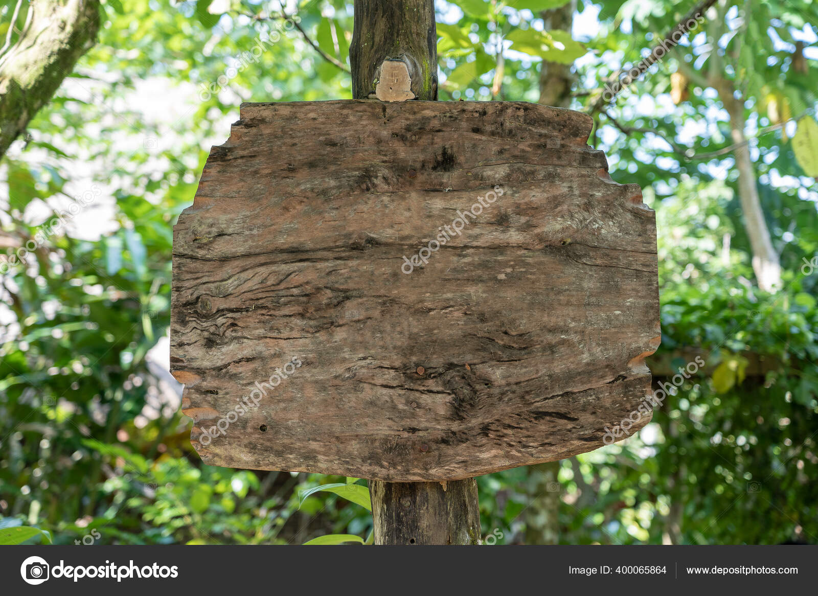 Empty Wooden Board Text Rainforest Jungle Tropical Bali Island ...