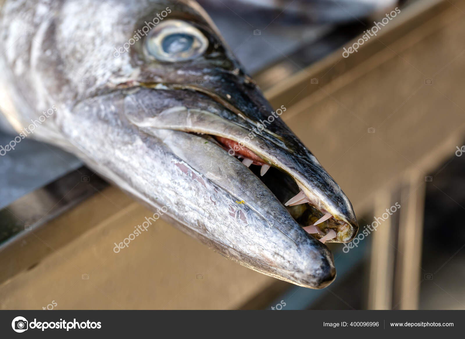Barracuda Fish Teeth