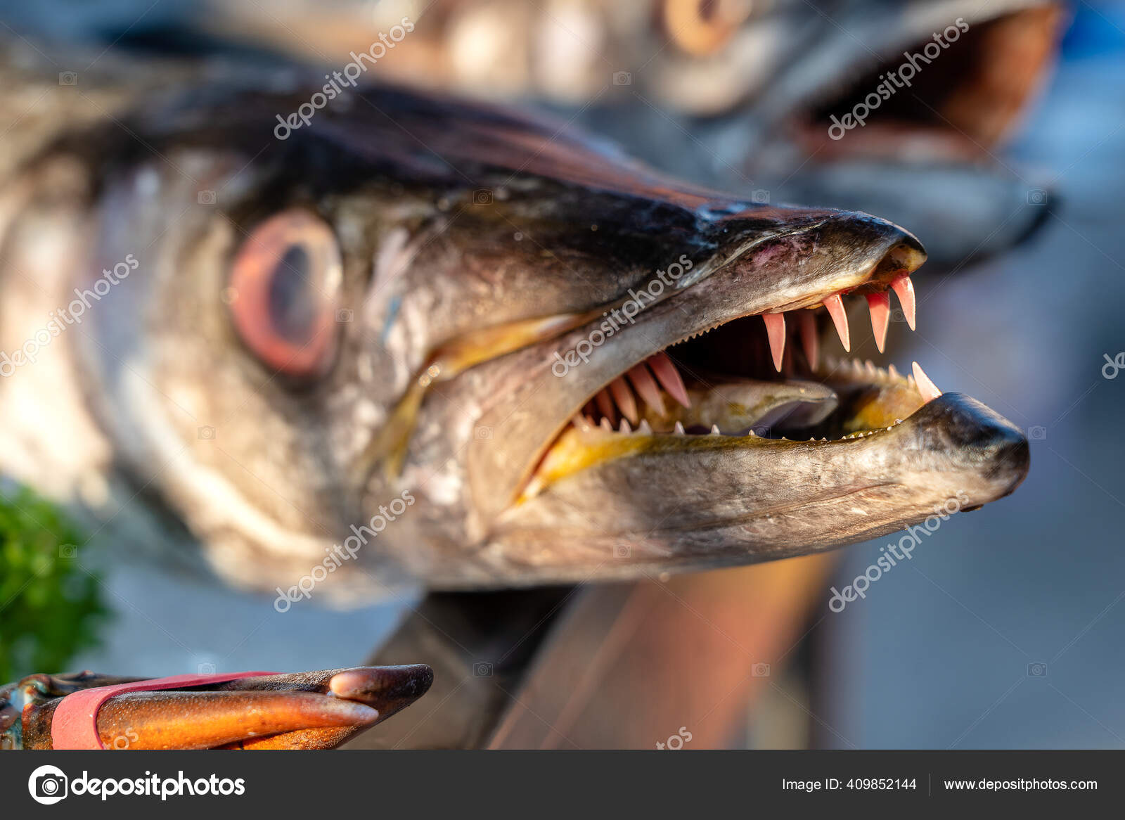 Close Barracuda Teeth Sea Fresh Fish Barracuda Street Food Market Stock ...