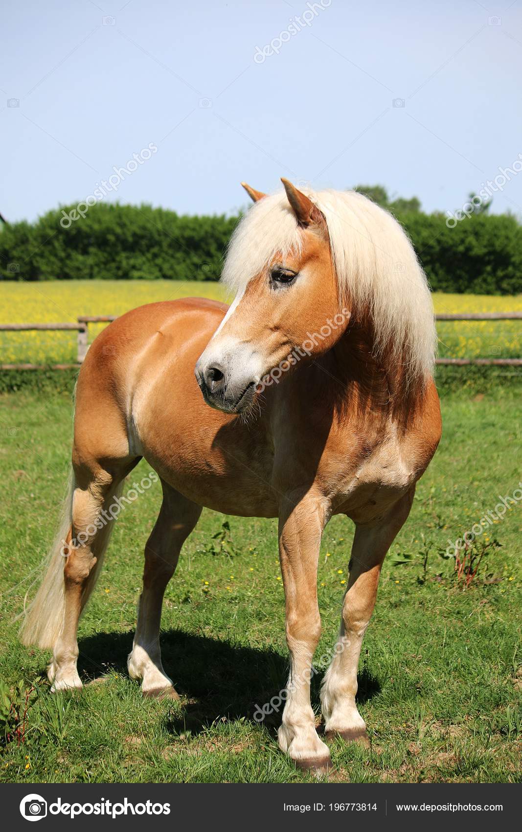 Beautiful Haflinger Horse Standing Paddock Sunshine — Stock Photo ...
