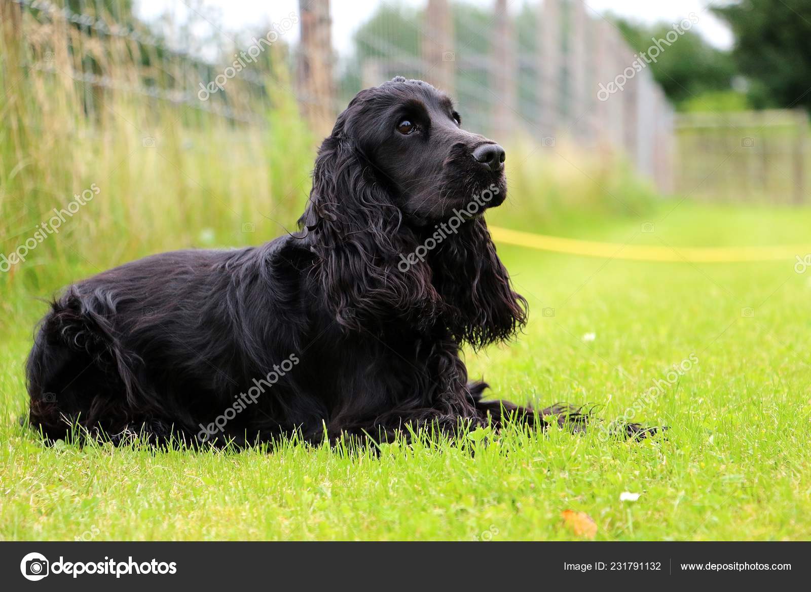 Black Field Spaniel