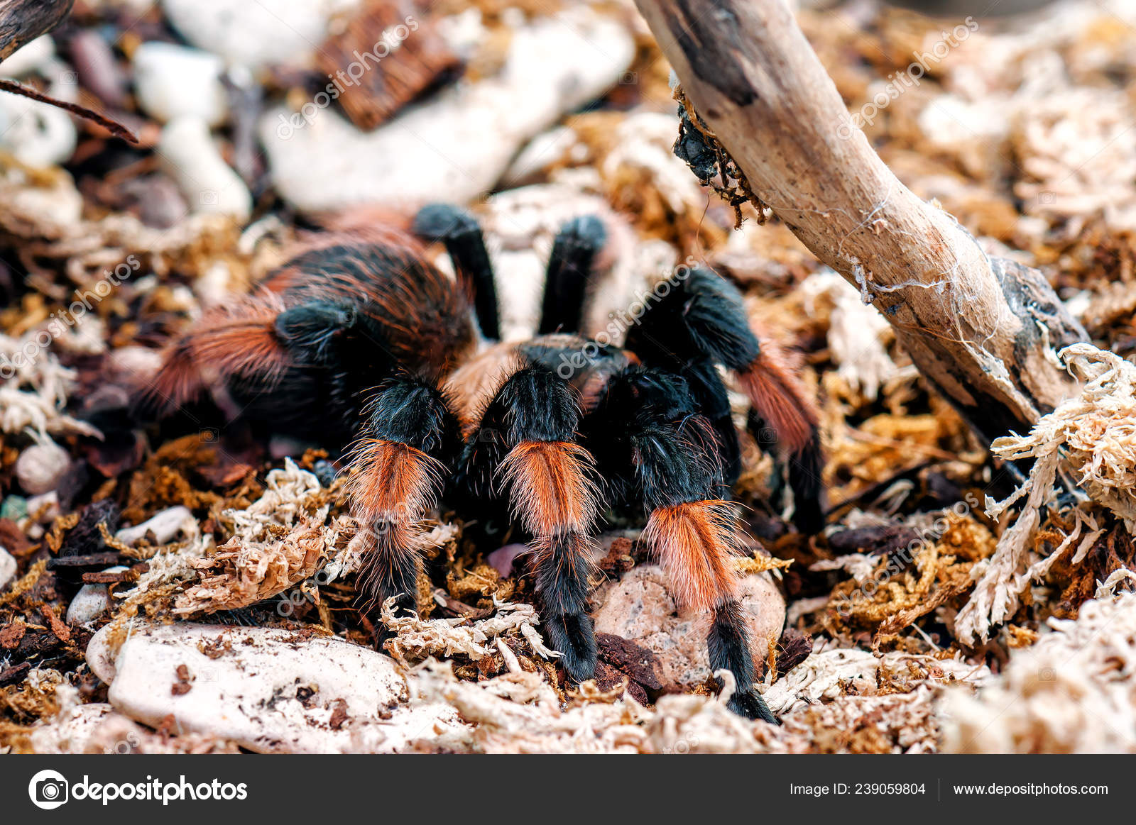 Mexican Blood Leg Tarantula