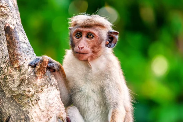 Macaque Stock Photos, Royalty Free Macaque Images | Depositphotos