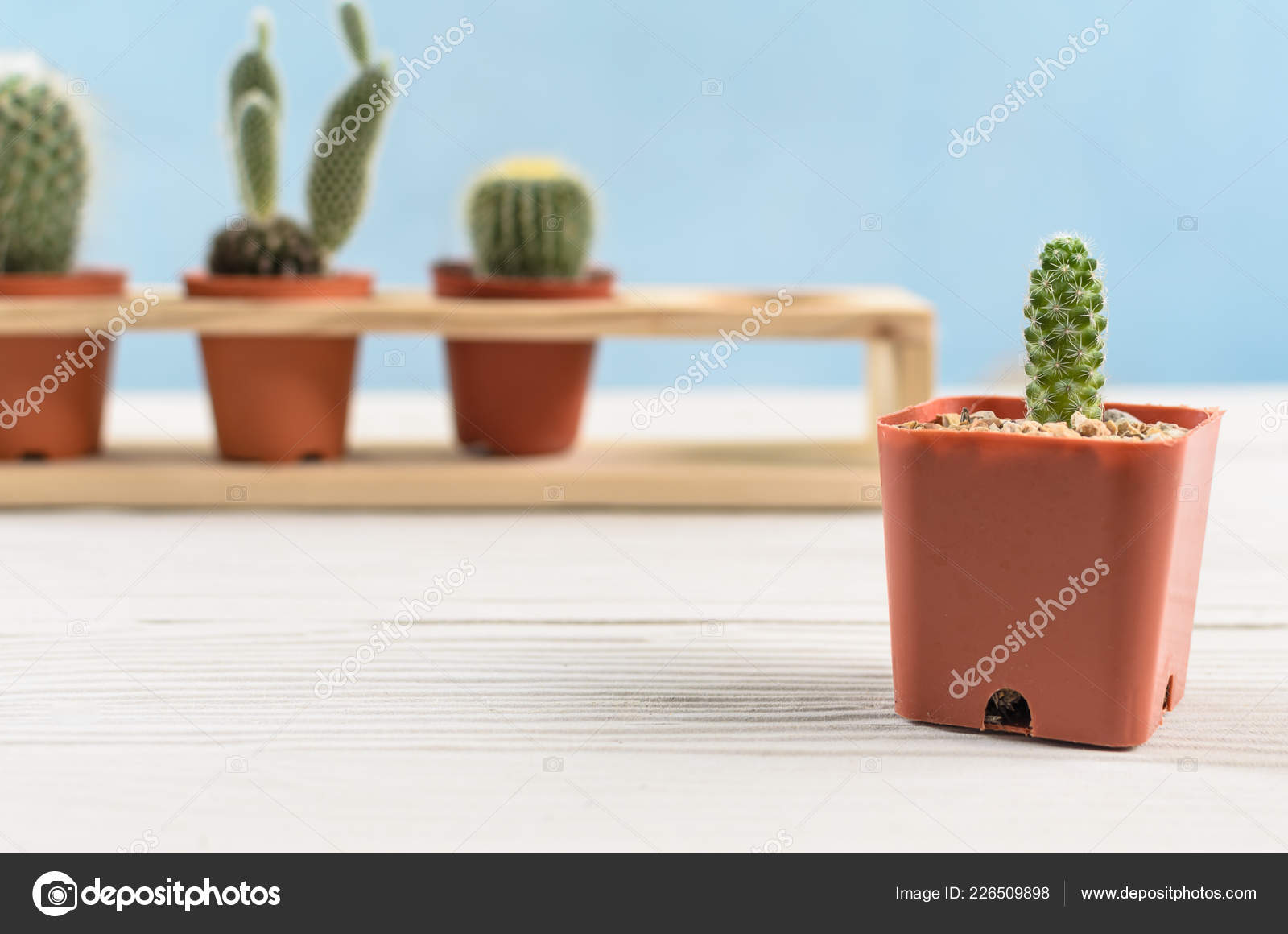 Cactus Has Growing Vintage Wood Background Texture Light Blue ...