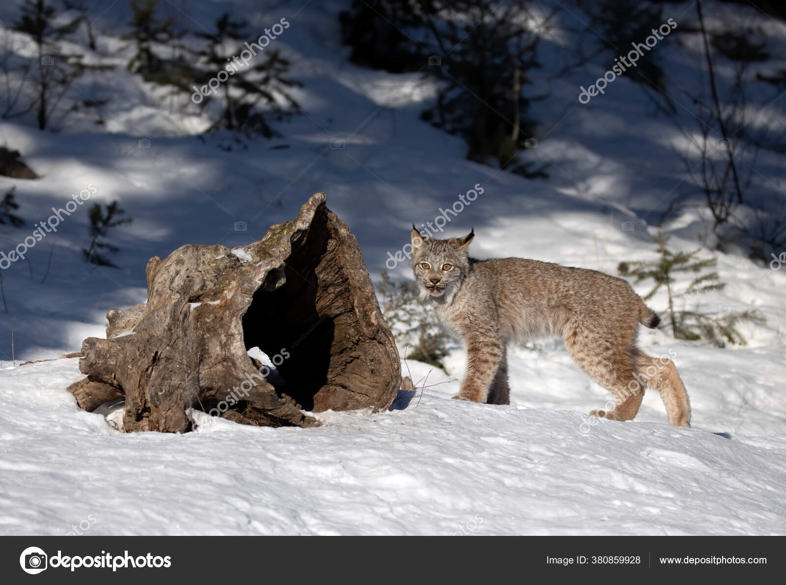 Canadian Lynx Kitten