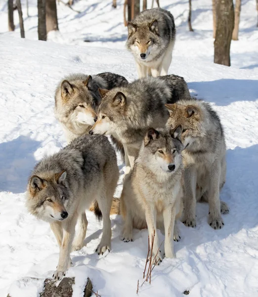 Timber Wolf Pack